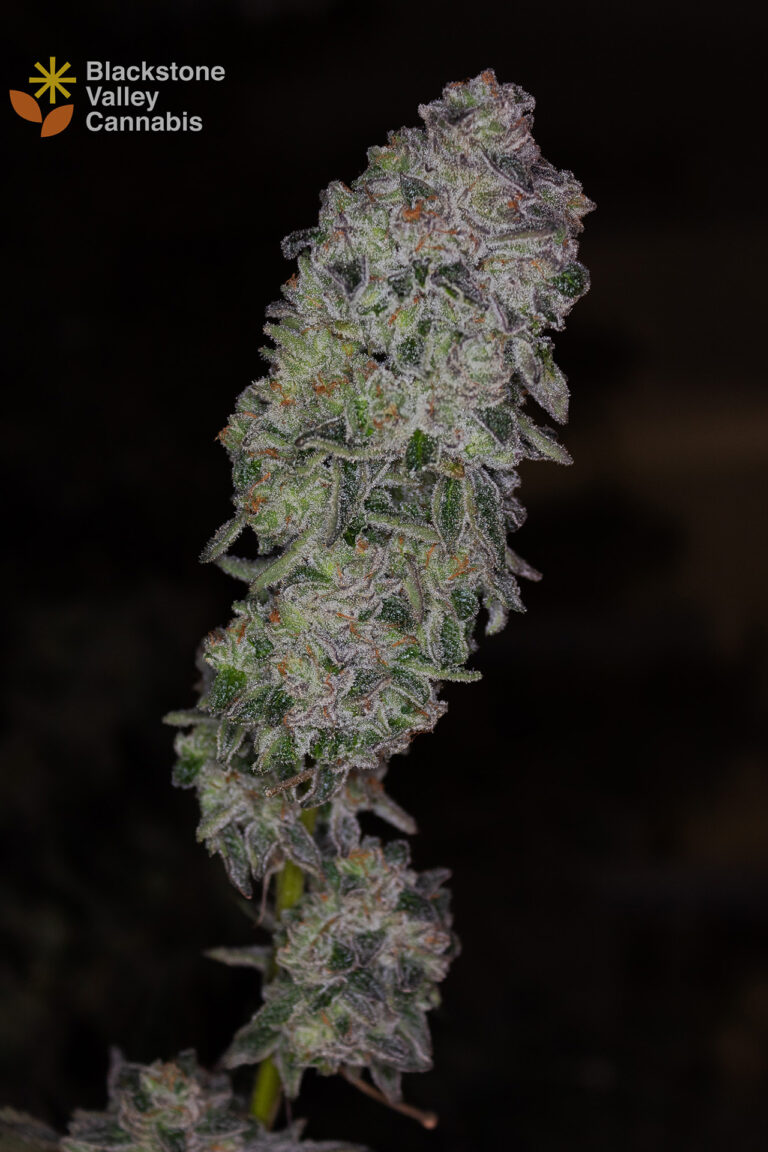 Buy Juicee J Strain in Massachusetts | Order Online Today!